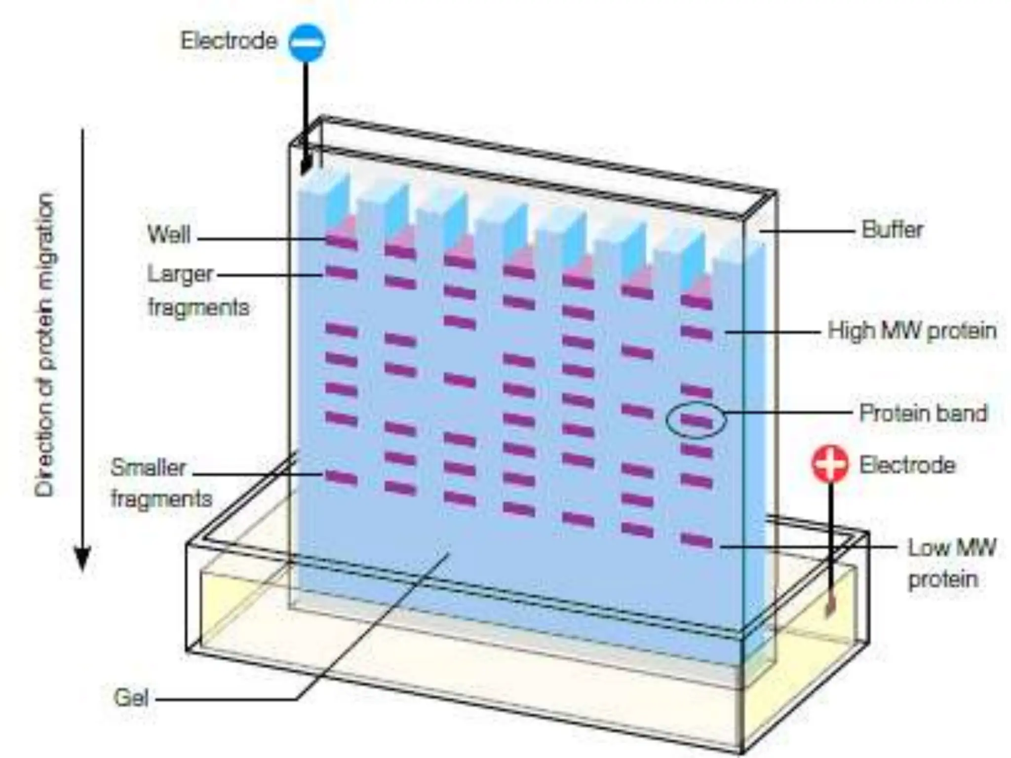 gel electrophoresis # GENETICS AND PTANT BRIDING | PPT