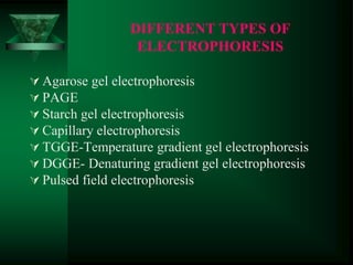 gel electrophoresis # GENETICS AND PTANT BRIDING | PPT