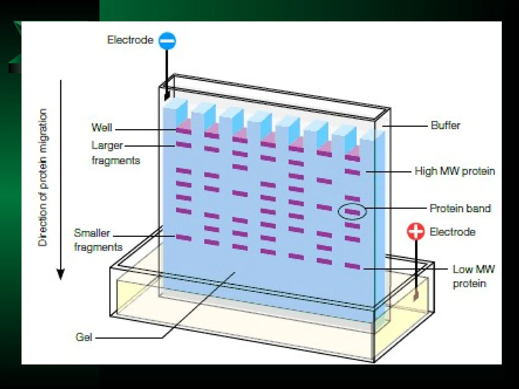 Types and process of electrophoresis in science | PPT