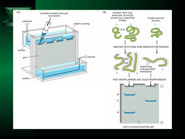 Types and process of electrophoresis in science | PPT