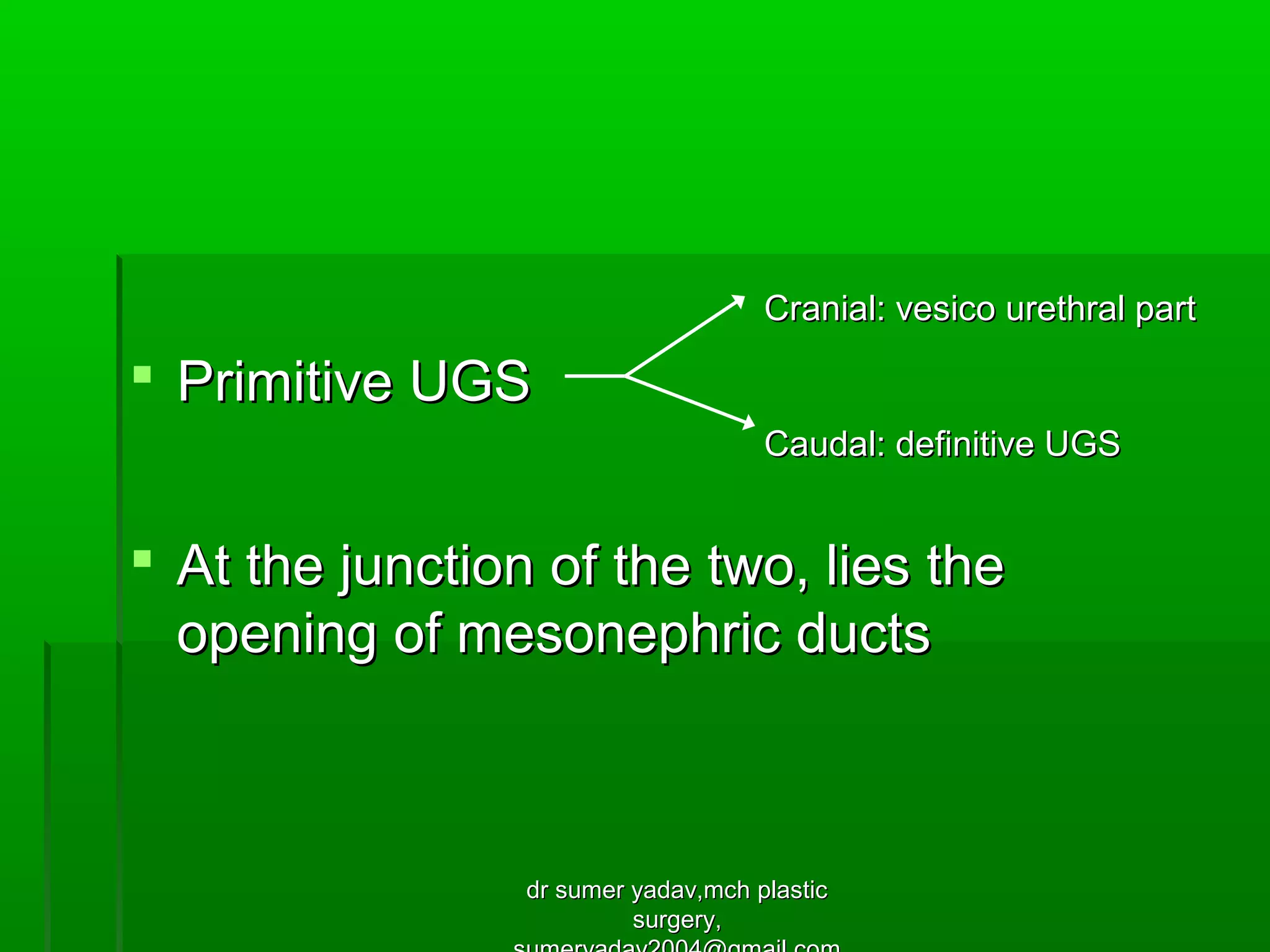 embryology and anatomy of hypospadias | PPT