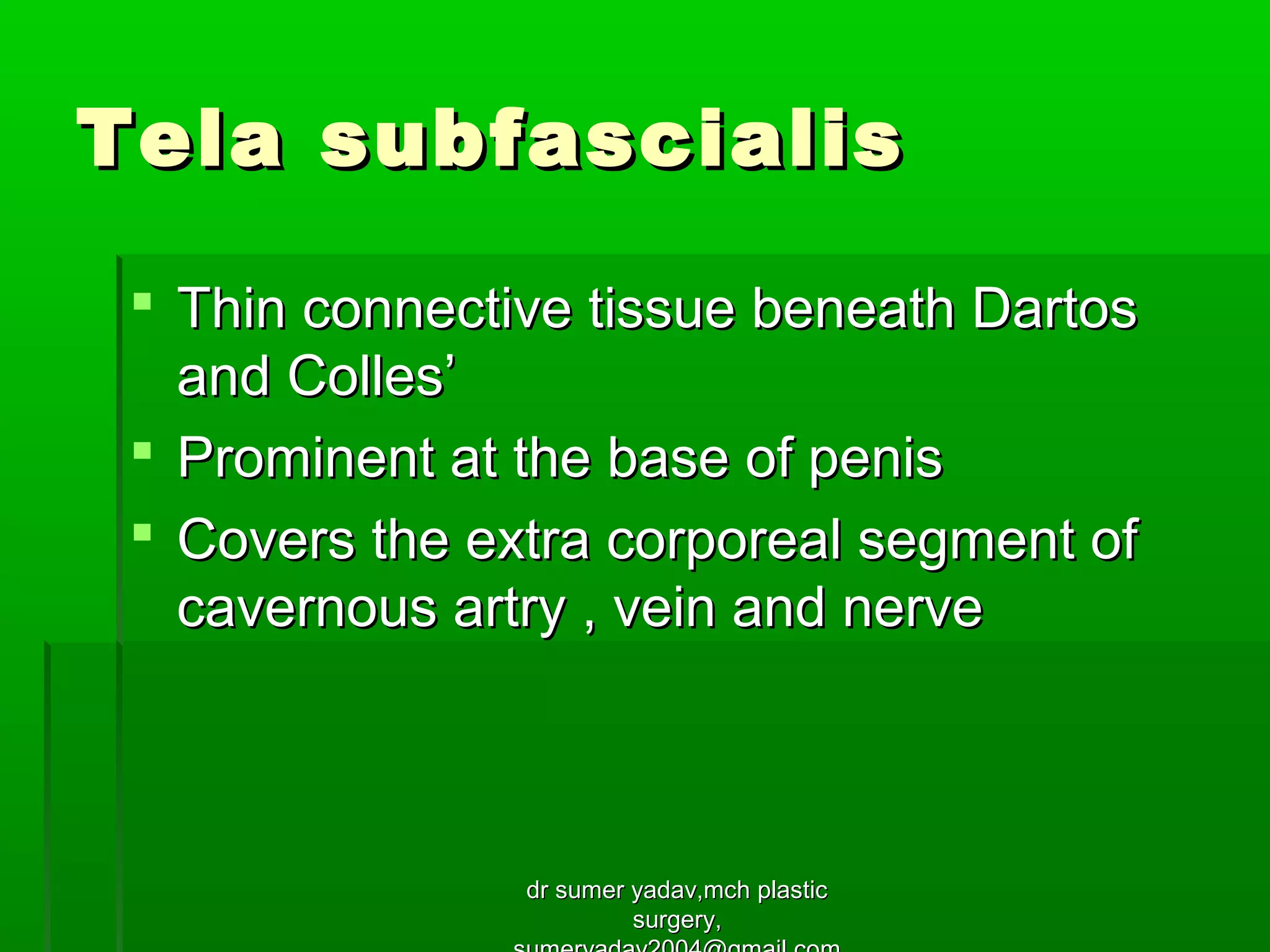 embryology and anatomy of hypospadias | PPT