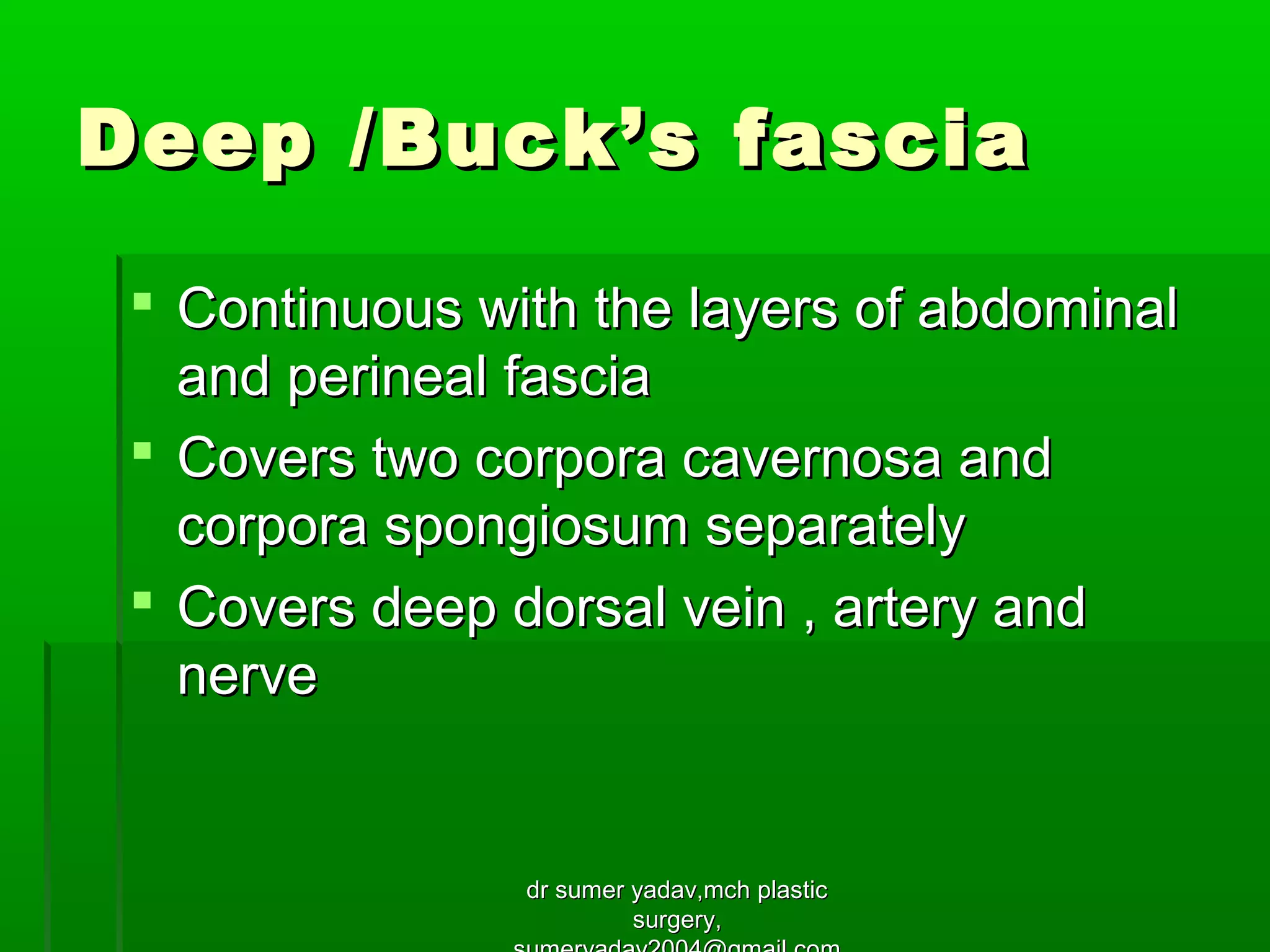 embryology and anatomy of hypospadias | PPT