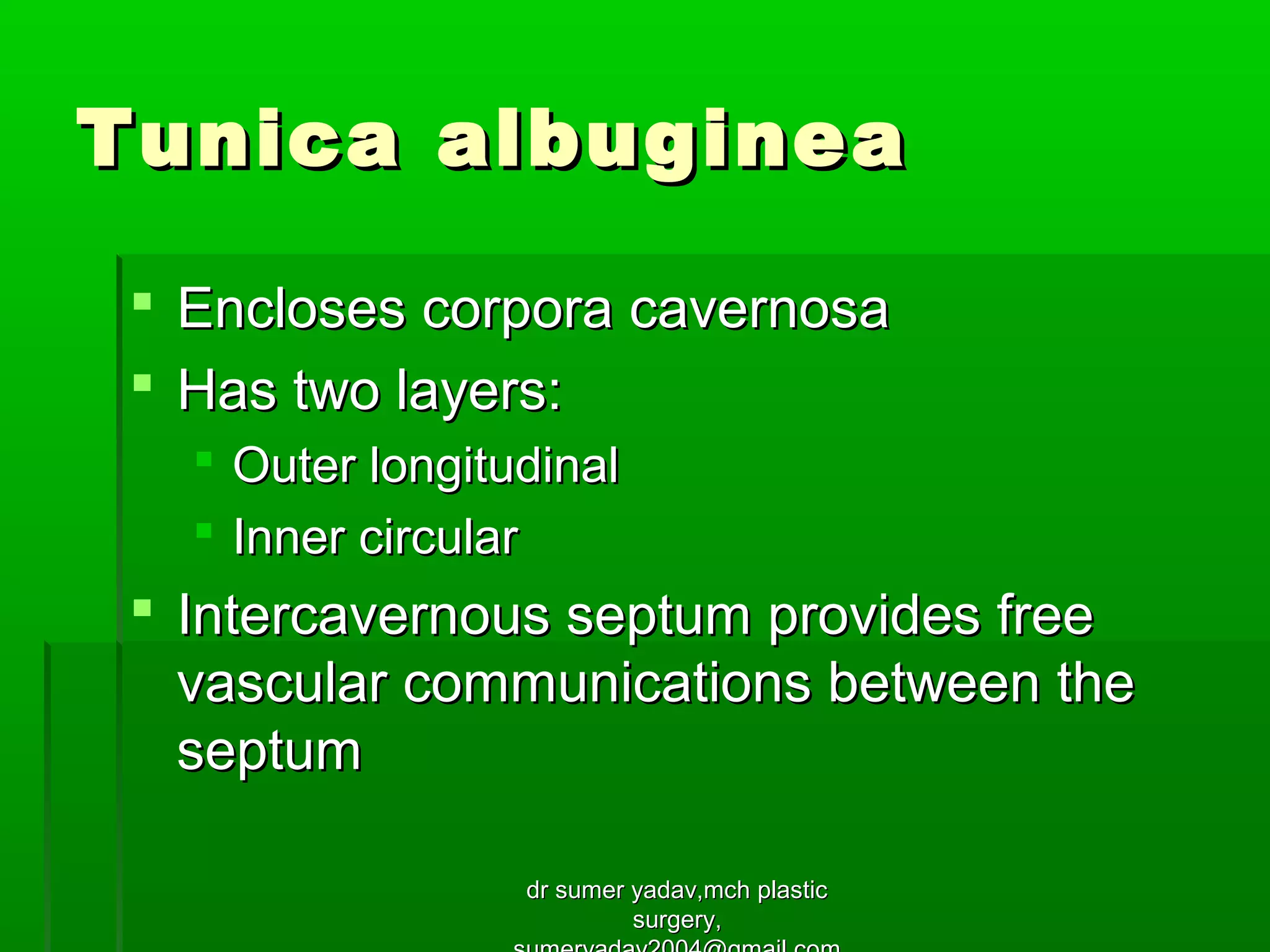 embryology and anatomy of hypospadias | PPT