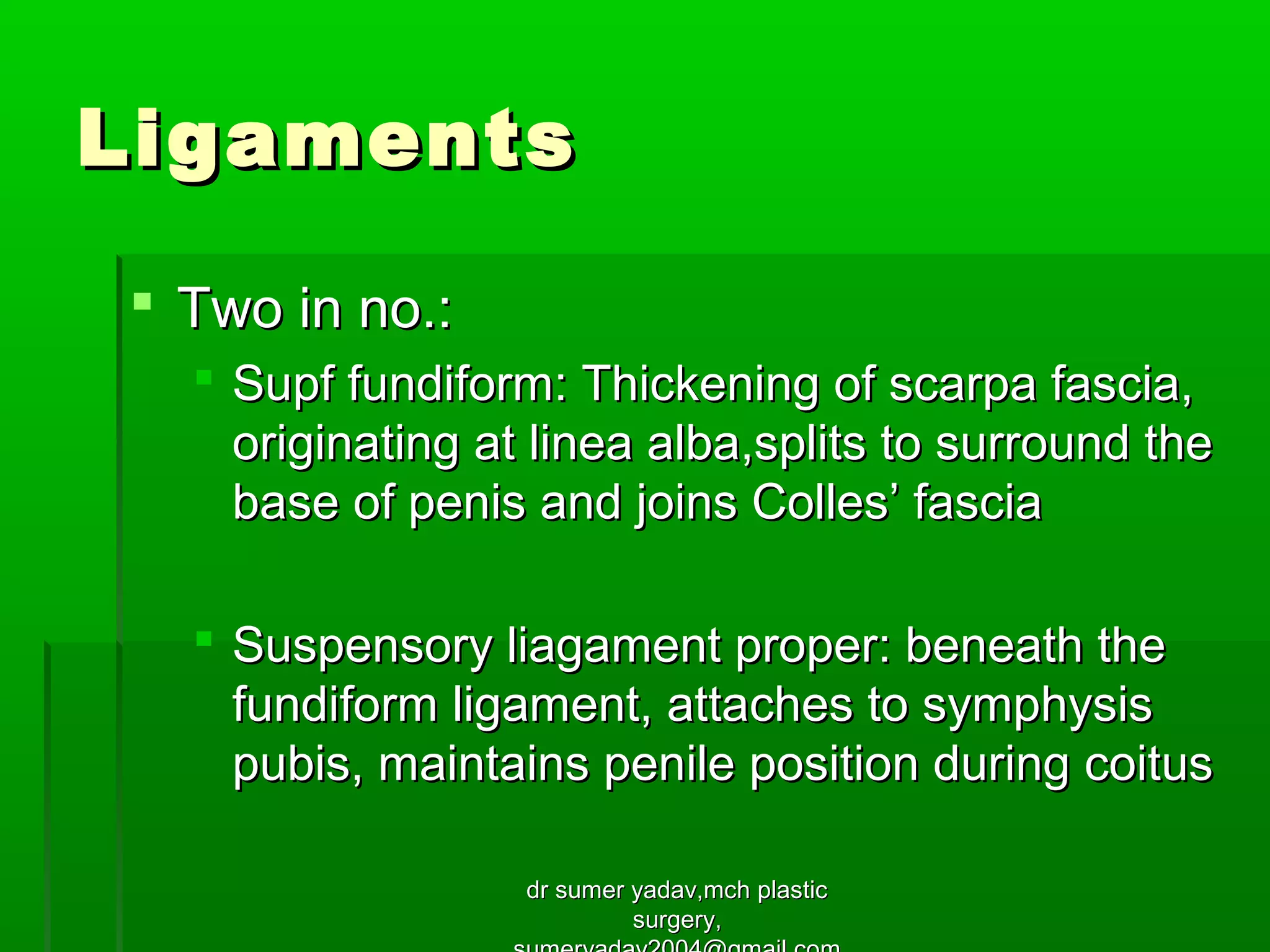 embryology and anatomy of hypospadias | PPT