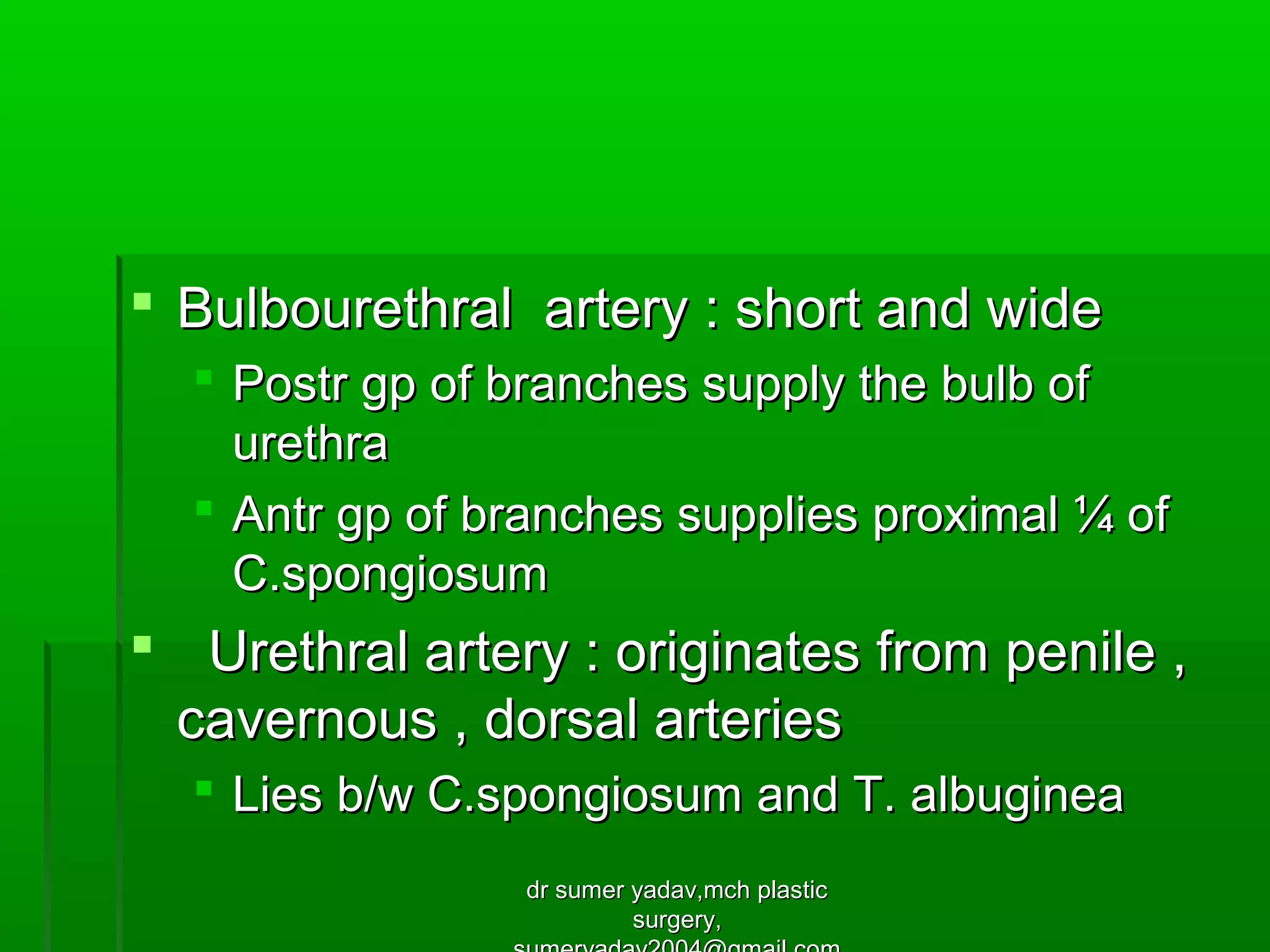 embryology and anatomy of hypospadias | PPT