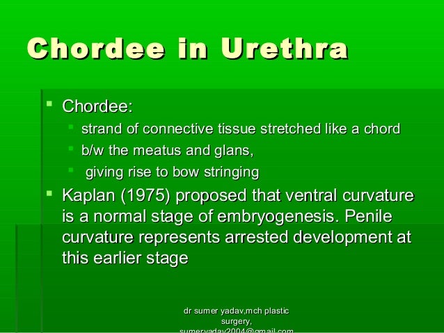 embryology and anatomy of hypospadias
