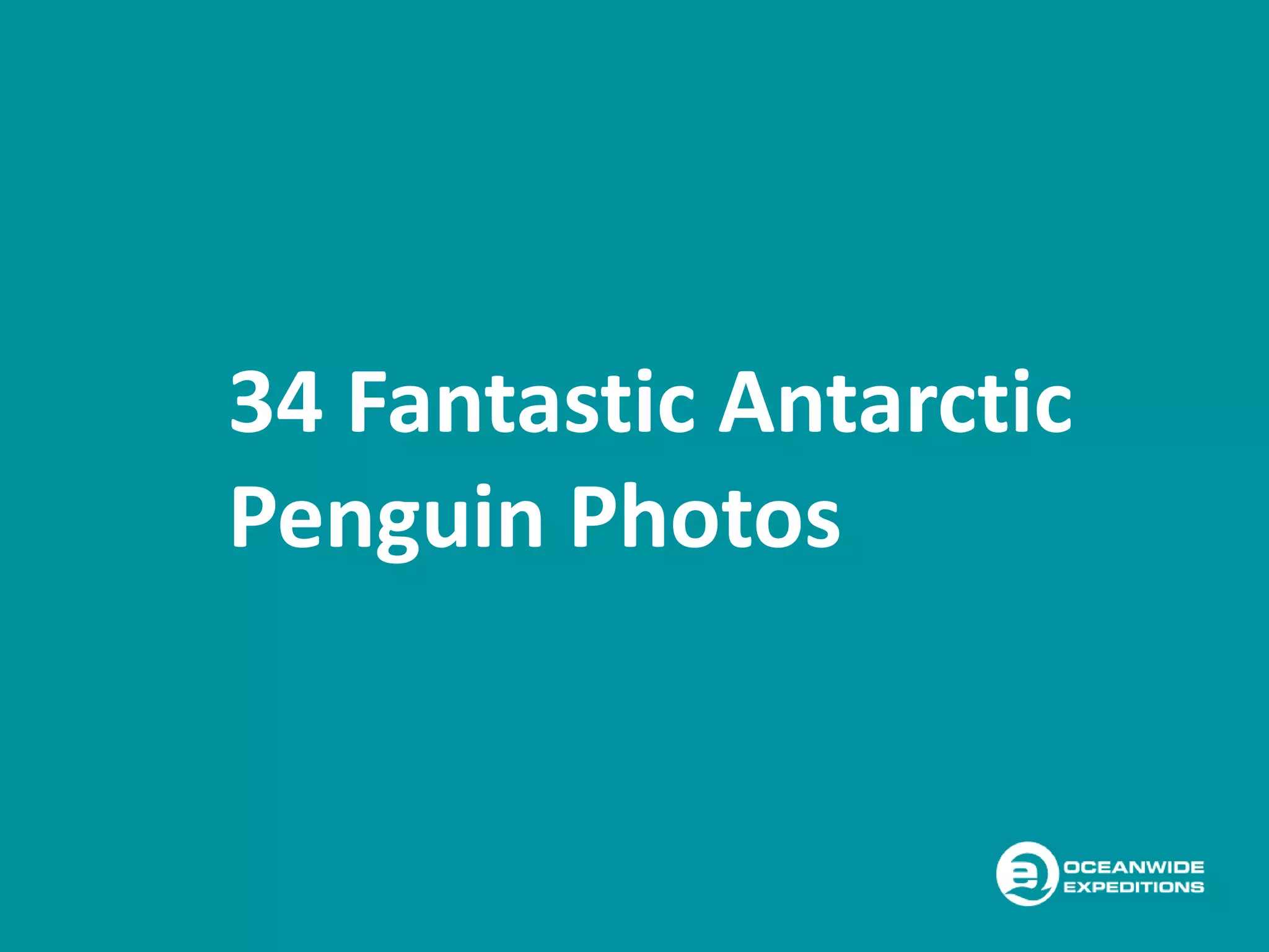 34 fantastic antarctic penguin photos oceanwide expeditions | PPT
