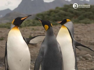 34 fantastic antarctic penguin photos oceanwide expeditions | PPT