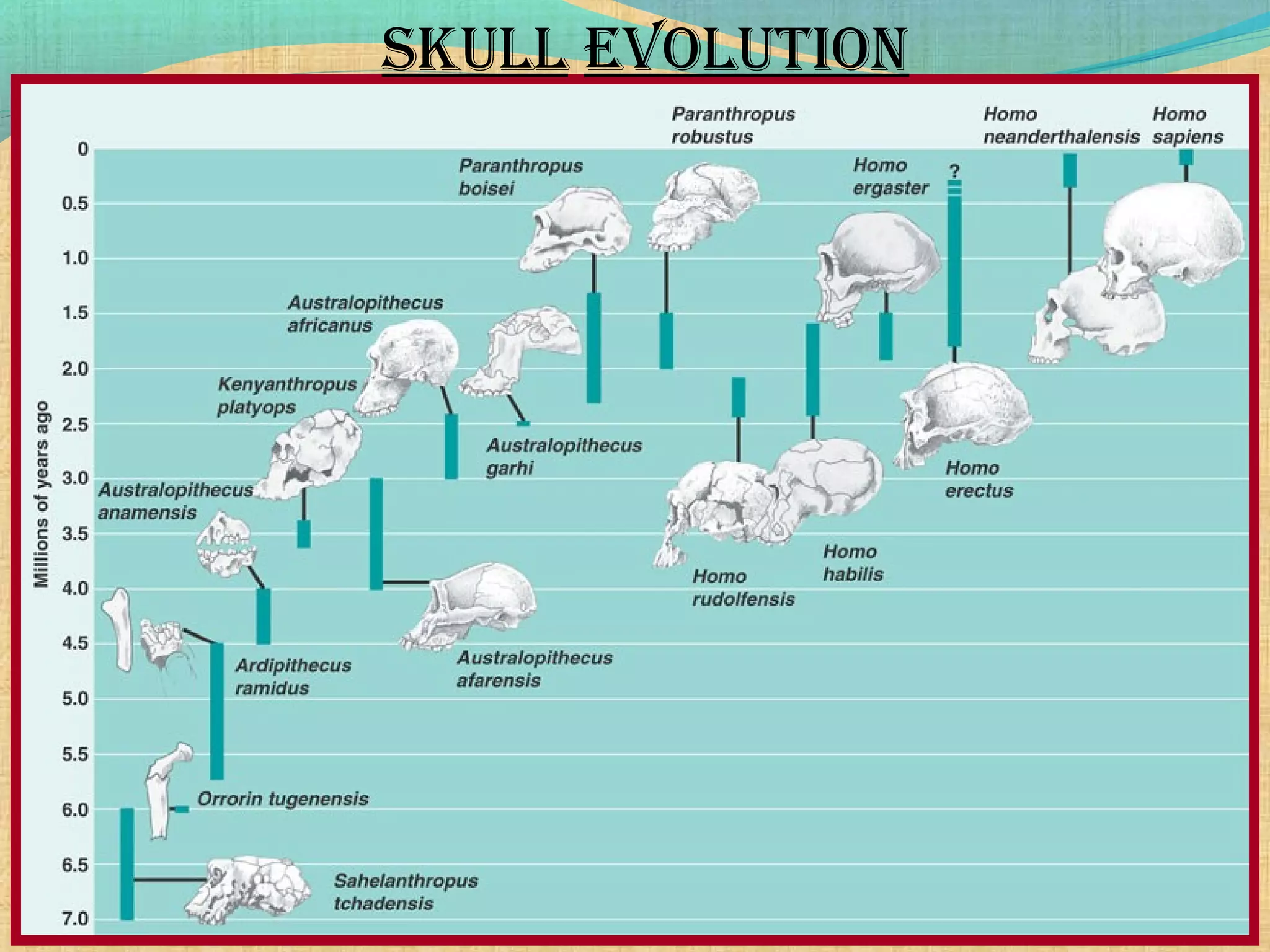 Human Evolution - The drastic change | PPT