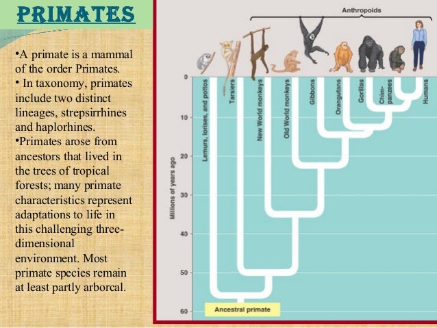 Human Evolution - The drastic change