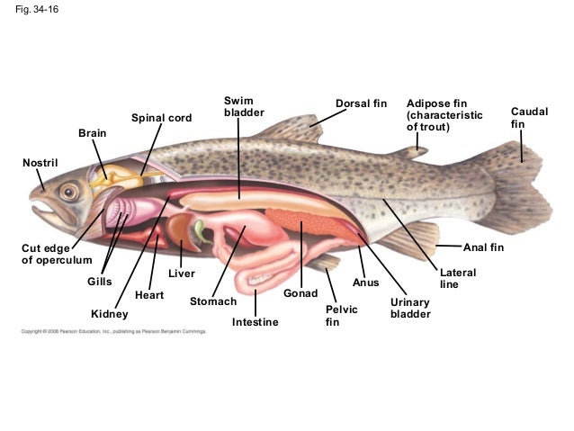 34lecturepresentation 110329065107-phpapp02