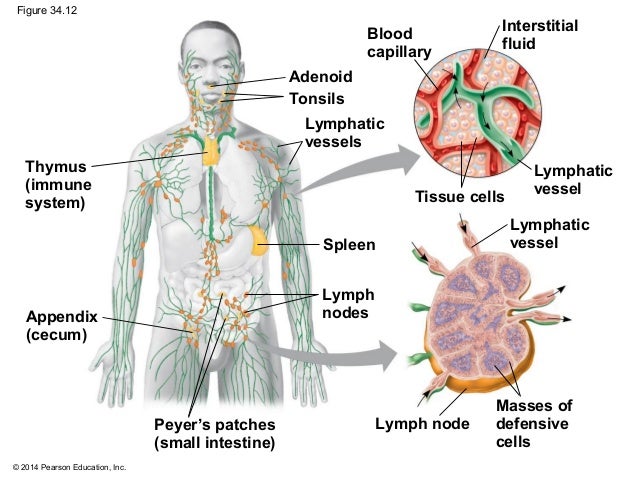 Biology in Focus - Chapter 34