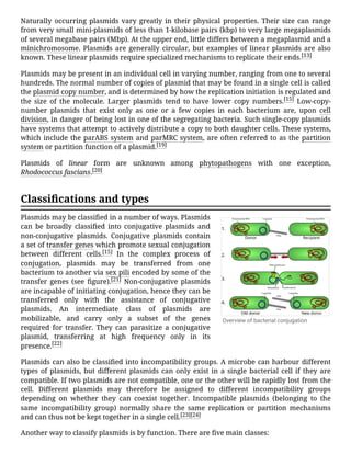 Plasmid - structure, self replication location | PDF