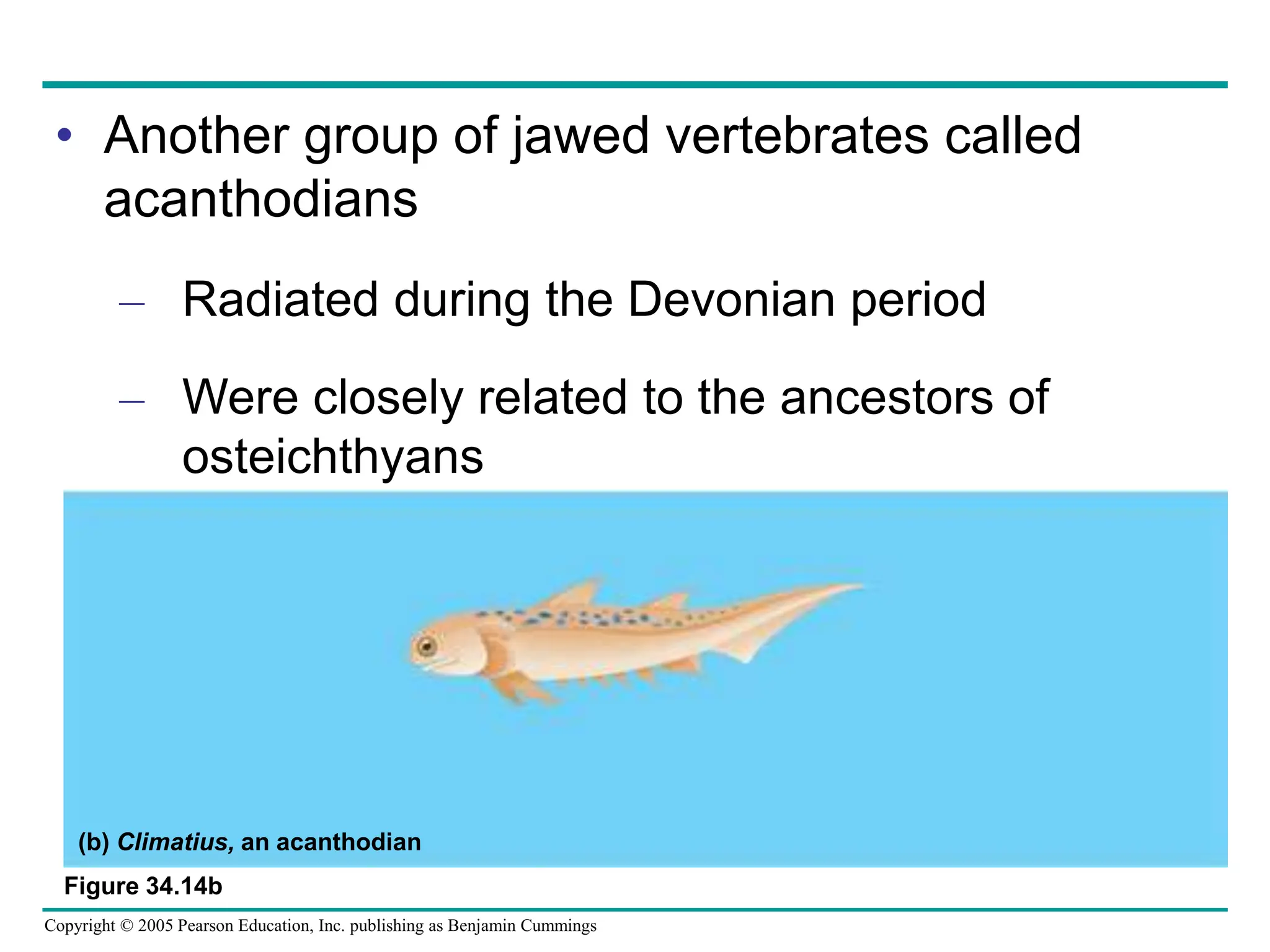 34_VERTEBRATE Zoology Lecture Note_ppt (1).pptx