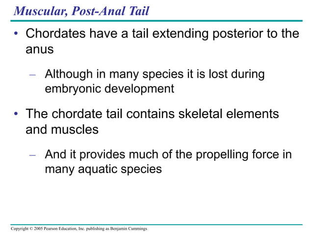 34_VERTEBRATE Zoology Lecture Note_ppt (1).pptx