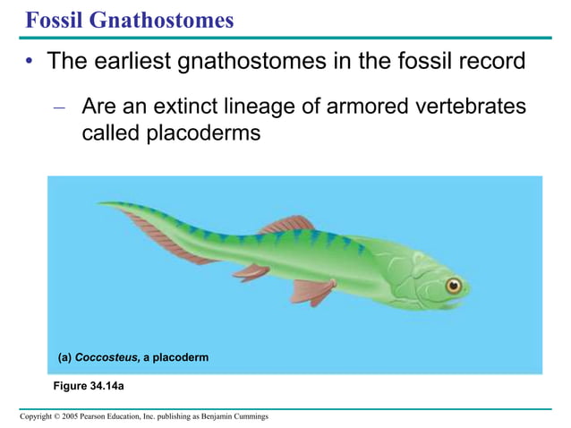 34_VERTEBRATE Zoology Lecture Note_ppt (1).pptx