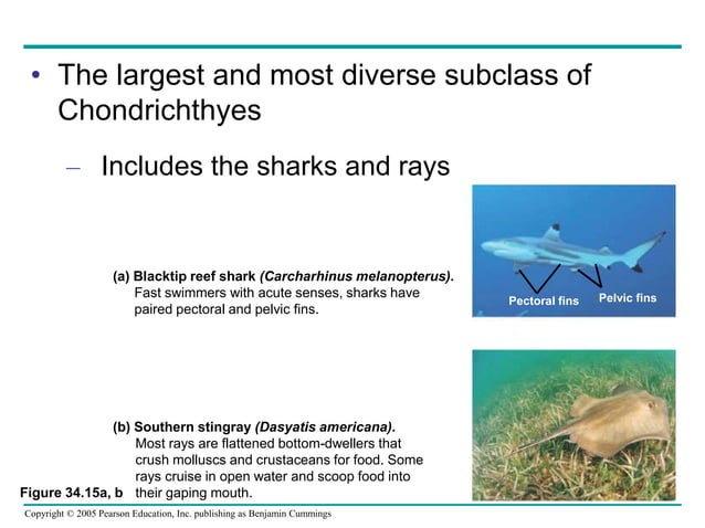 34_VERTEBRATE Zoology Lecture Note_ppt (1).pptx