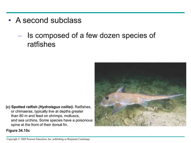 34_VERTEBRATE Zoology Lecture Note_ppt (1).pptx