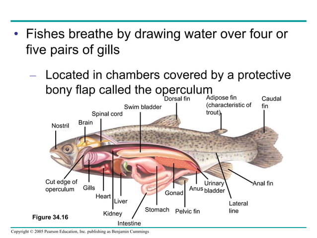 34_VERTEBRATE Zoology Lecture Note_ppt (1).pptx