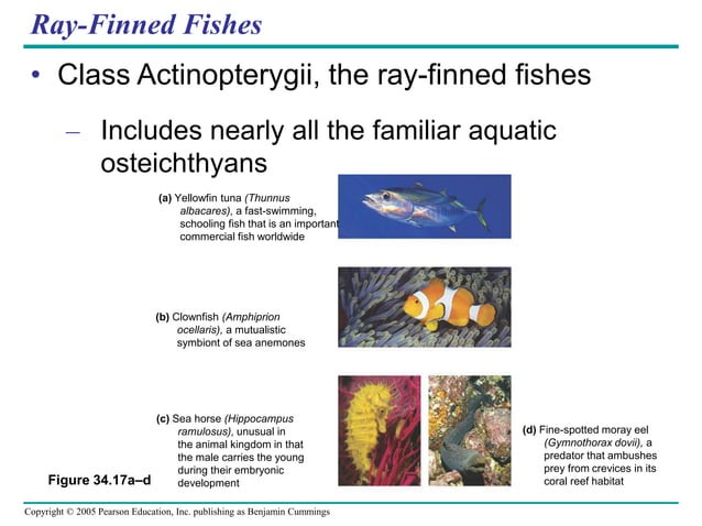 34_VERTEBRATE Zoology Lecture Note_ppt (1).pptx