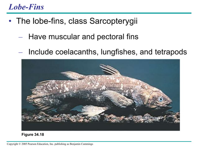 34_VERTEBRATE Zoology Lecture Note_ppt (1).pptx