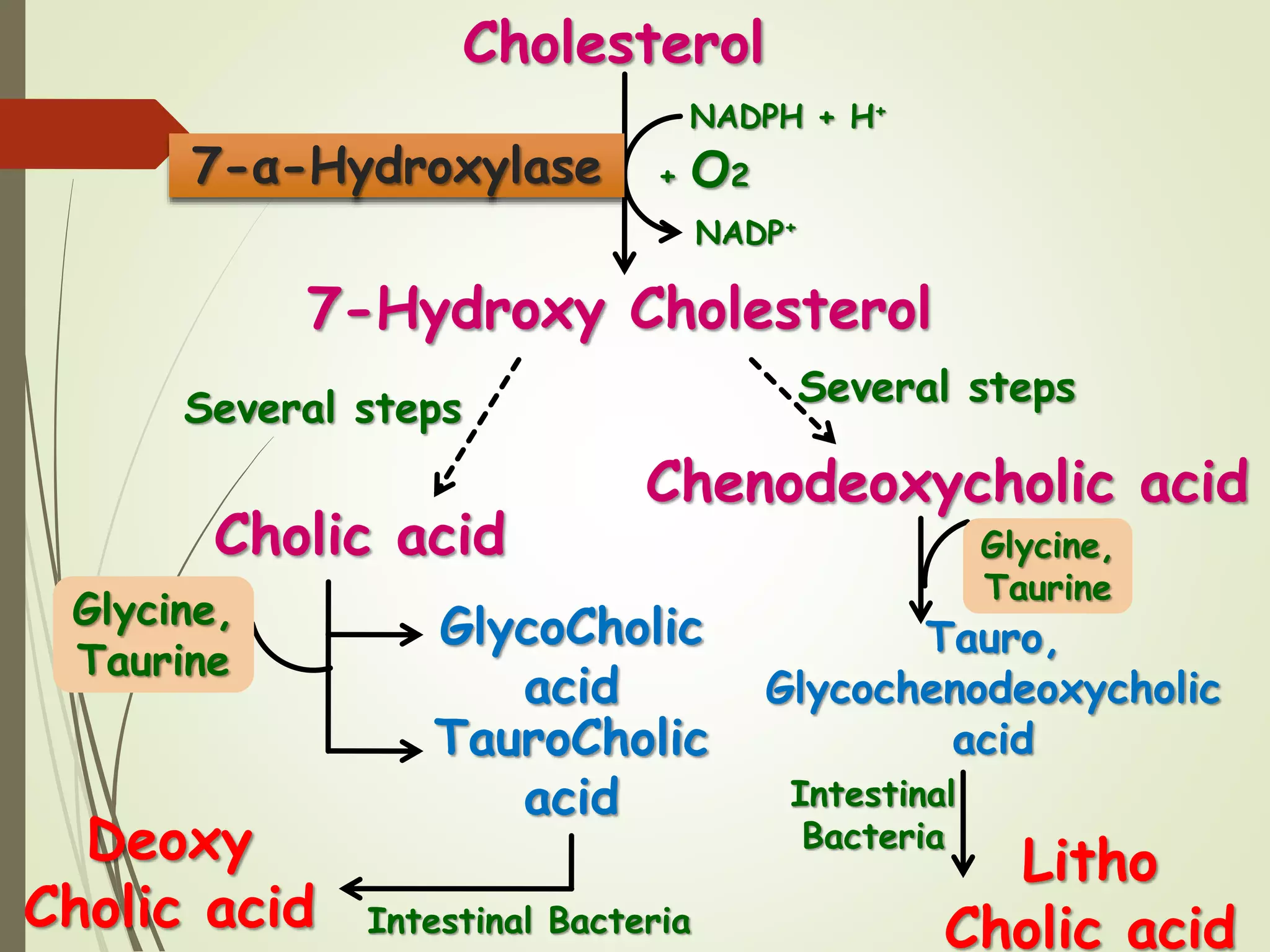 Metabolism of cholesterol - | PPSX