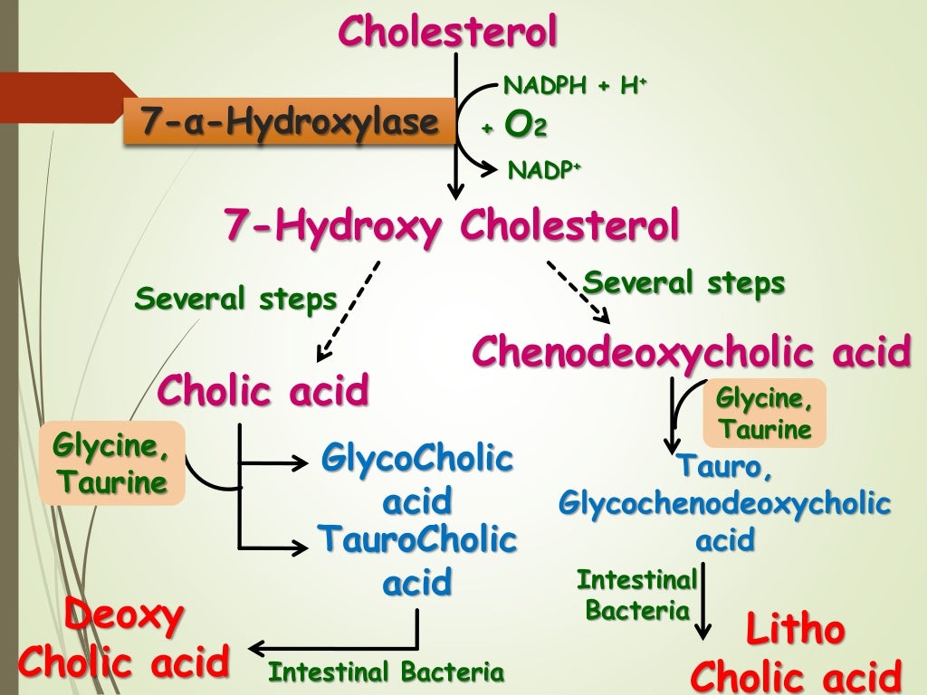 Metabolism of cholesterol