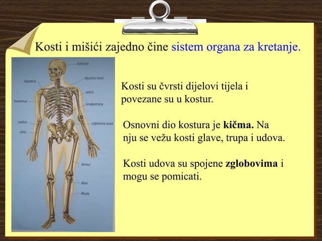 Gradja tijela i kretanje covjeka i okoline | PPT