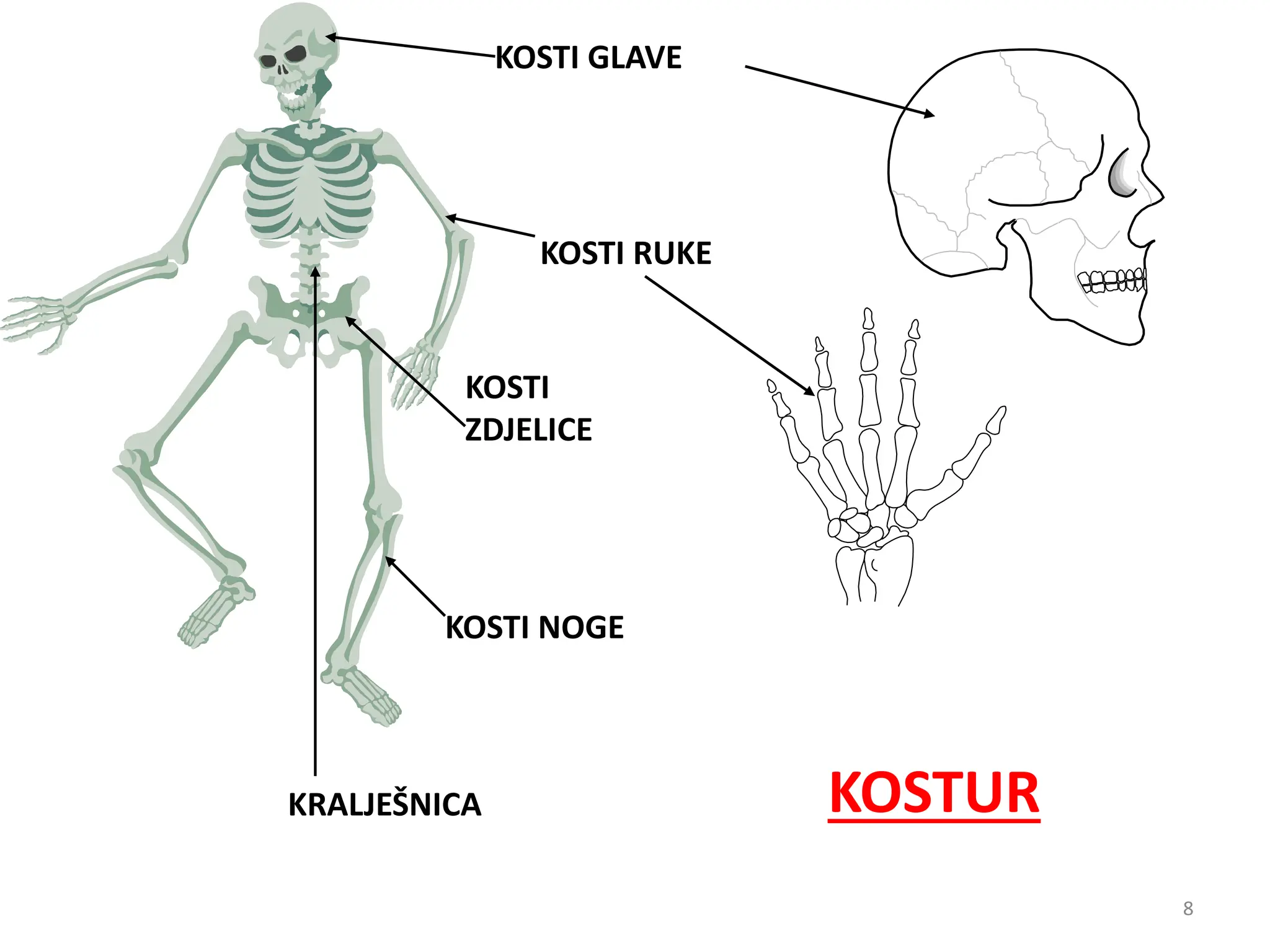 UVOD SISTEM ORGANA kod covjeka obuhvata | PPT