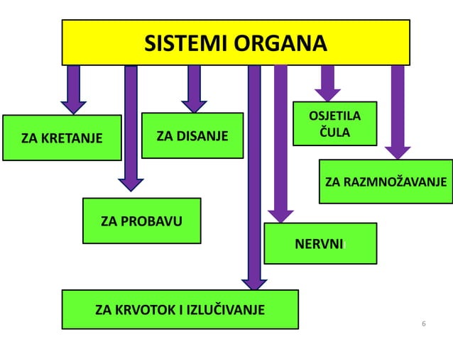 UVOD SISTEM ORGANA kod covjeka obuhvata | PPT