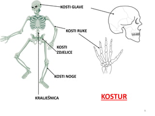 UVOD SISTEM ORGANA kod covjeka obuhvata | PPT