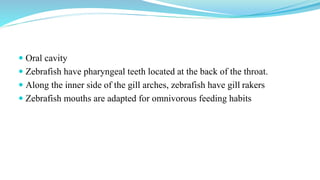 Danio rerio ( zebra fish) introduction & Morphology | PPTX