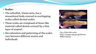 Danio rerio ( zebra fish) introduction & Morphology | PPTX