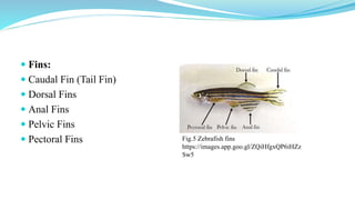 Danio rerio ( zebra fish) introduction & Morphology | PPTX