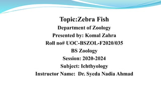 Danio rerio ( zebra fish) introduction & Morphology | PPTX