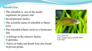 Danio rerio ( zebra fish) introduction & Morphology | PPTX