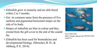 Danio rerio ( zebra fish) introduction & Morphology | PPTX