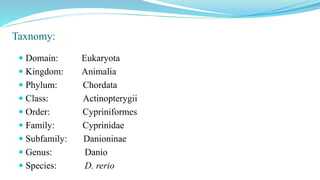 Danio rerio ( zebra fish) introduction & Morphology | PPTX