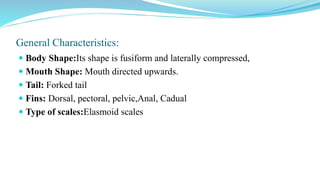 Danio rerio ( zebra fish) introduction & Morphology | PPTX