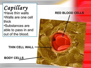35 circulatory system (part 1) | PPT