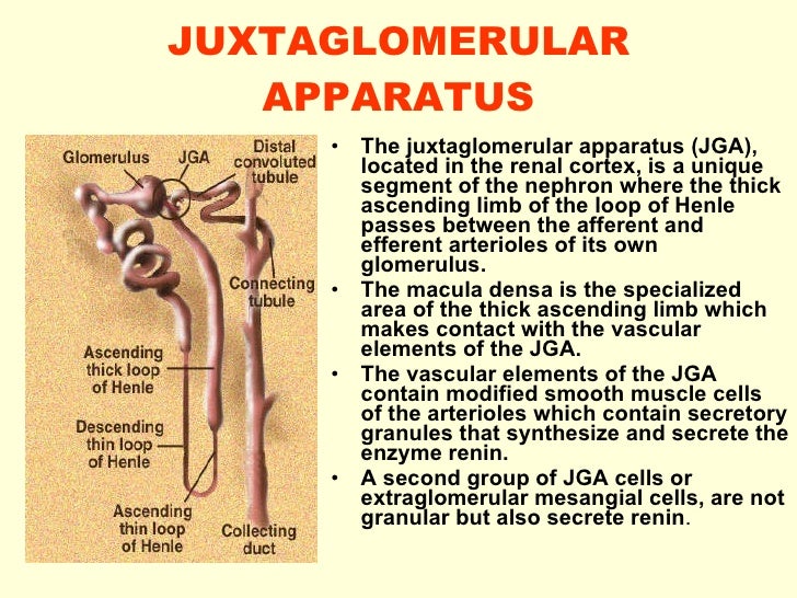 Juxtaglomerular Apparatus In Nephron