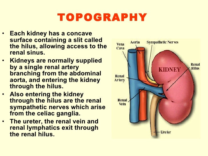 35. kidney 1-07-08