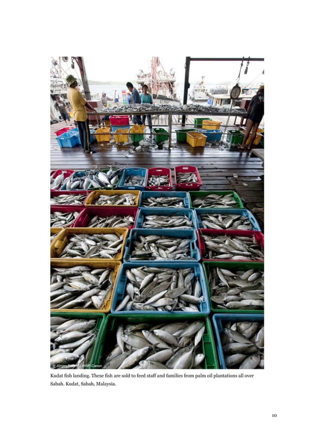 wwf_coral_triangle_blue_economy_discussion_paper | PDF