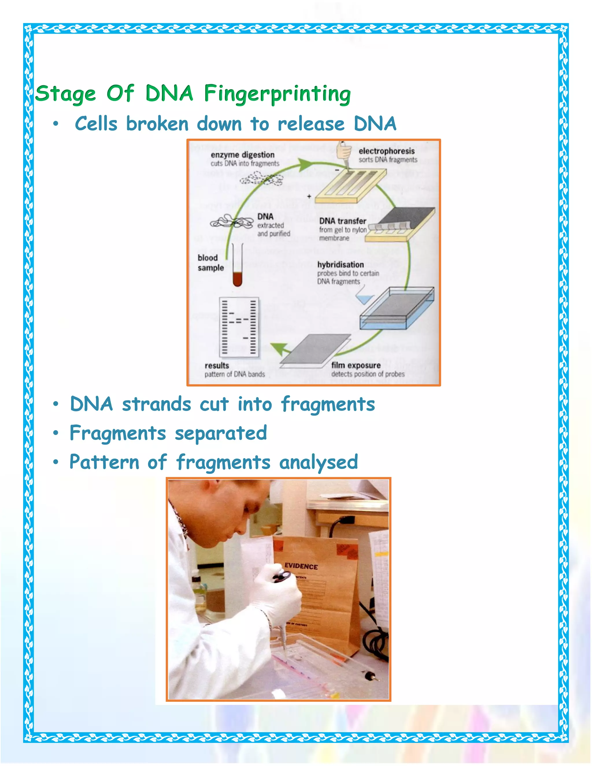352180832 dna-fingerprint-investigatory-project-class-12 (1) | PDF