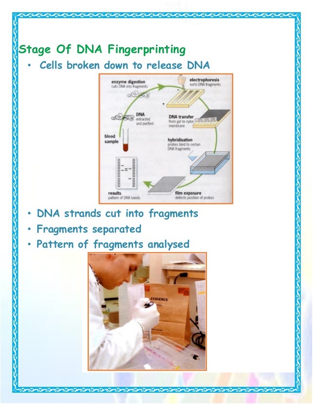 352180832 dna-fingerprint-investigatory-project-class-12 (1)