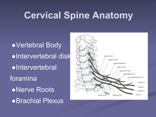 Cervical Radiculopathy Power Point.ppt