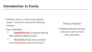 Comprehensive Overview of Deep Cervical Fascia Anatomy and Clinical ...
