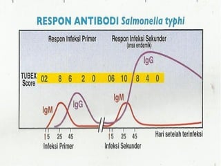 pemeriksaan tubex tf imunoserolog, pemeriksaan untuk mendeteksi demam ...