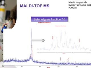 IMB slide template | PPT